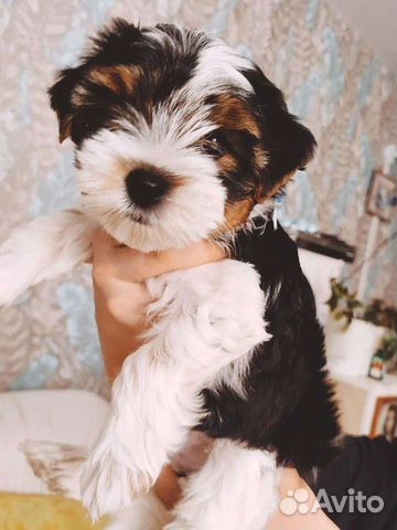 Щенок Бивер Йорк