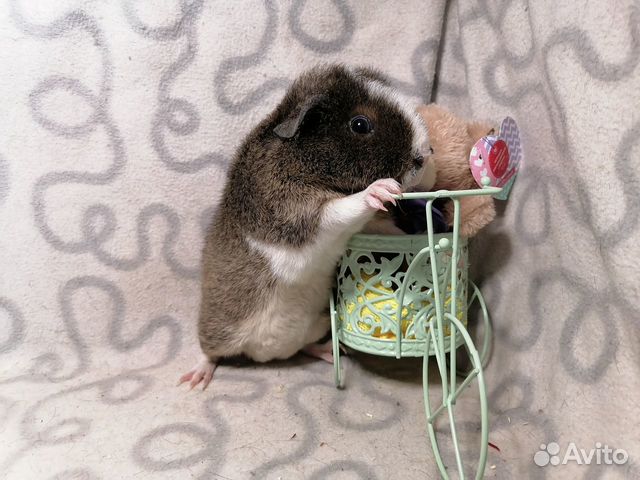 Забавная кокетка Тедди