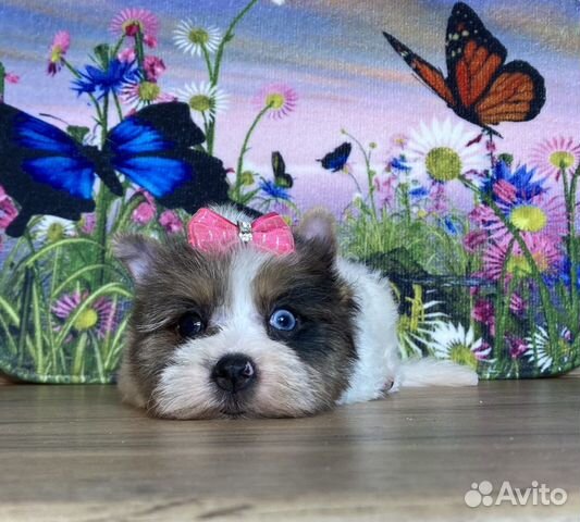 Йорк с голубыми глазами девочка блю берри