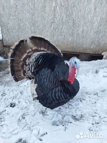 Продаётся семья индюков