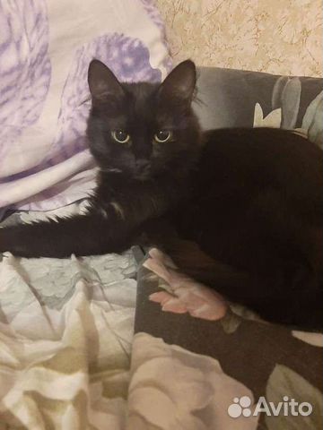 Кошка в дар