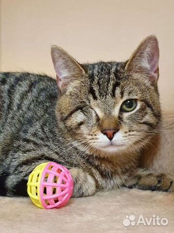 Особенный Цезарь в добрые руки