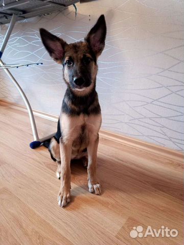 Милашка щенок девочка 3 месяца для души бесплатно