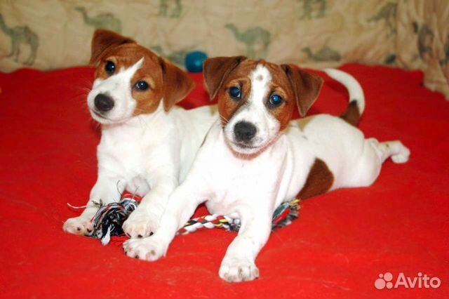 Гладкие Джеки из питомника