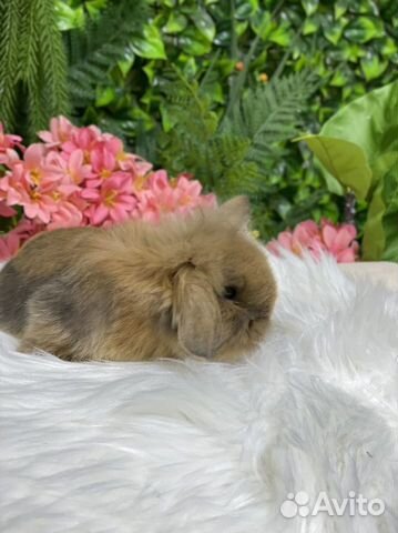 Спокойный, ласковый кролик