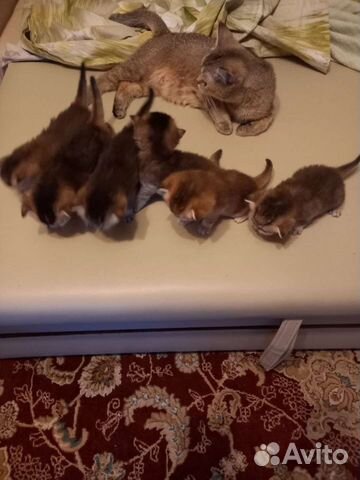 Котята золотые шиншилята британцы