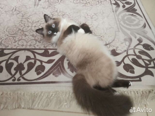 Тайская кошечка ждёт тайского кота в гости