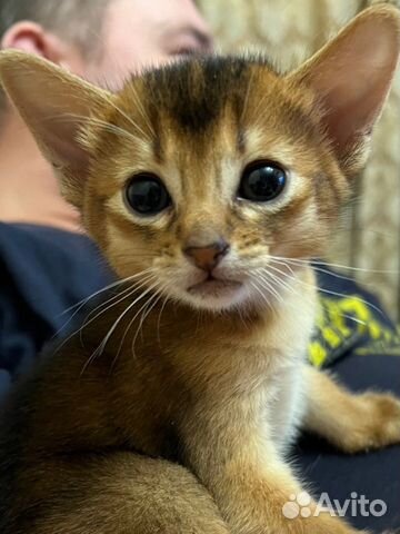 Абиссинский котёнок