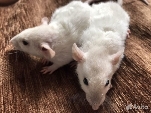 Крысята дамбо вельветины айвори