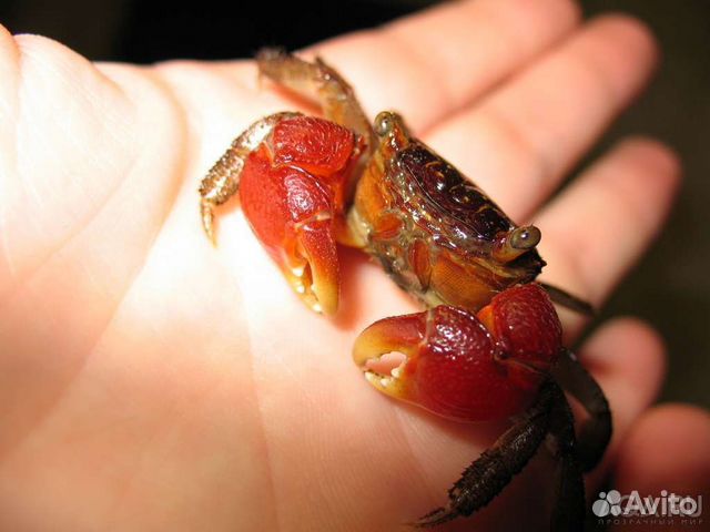 Мангровая крабиха