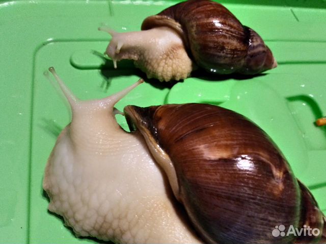 Улитка Ахатина гигантская