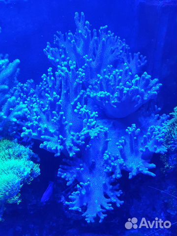 Морские кораллы