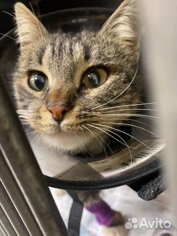 Особенная кошечка,с 3 лапками