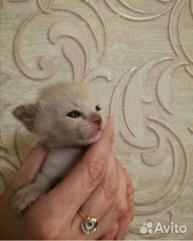 Котята европейской бурмы