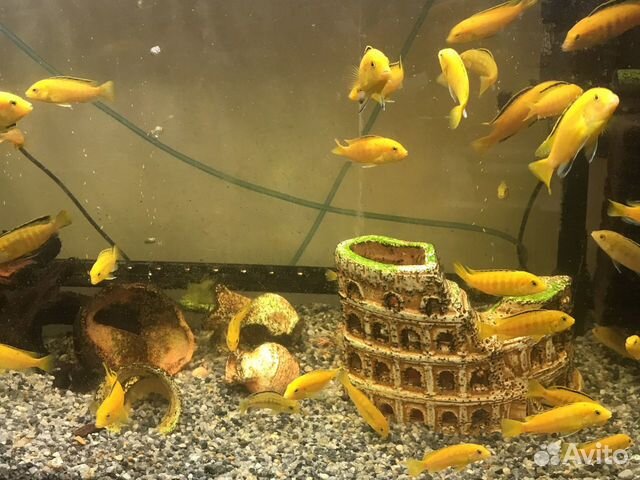 Малавийские цихлиды