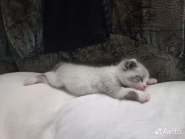 Кошки