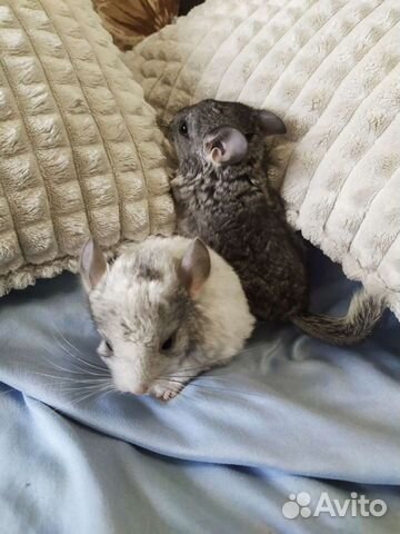 Шикарные малыши шиншилл