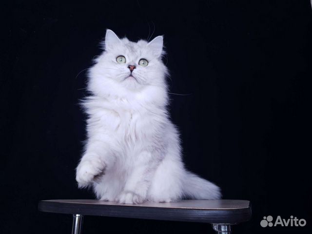 Британская шиншилла котёнок 7 мес