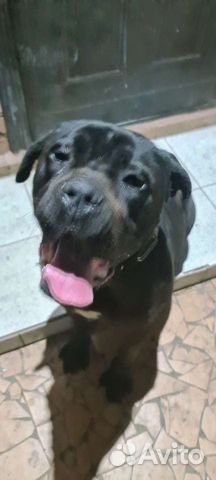 Собаки бесплатно