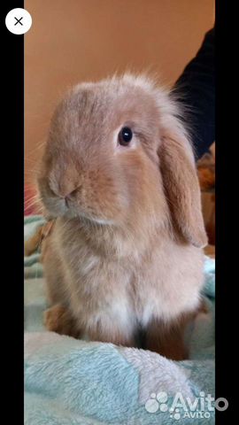 Декоративные кролики