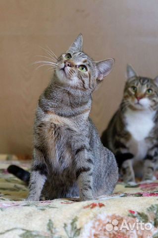 Кошка Феня 10 мес