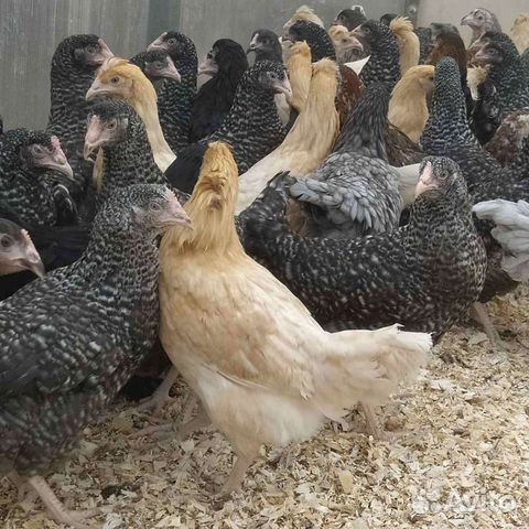 Курица несушка Доминант