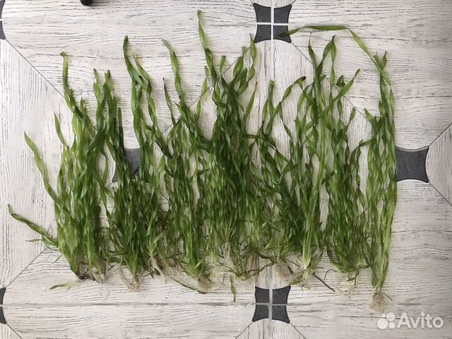 Валиснерия спиральная. Растение в аквариум