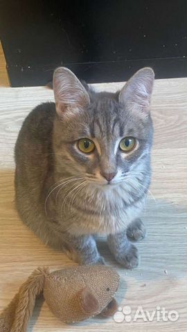 Умный Умка ищет дом