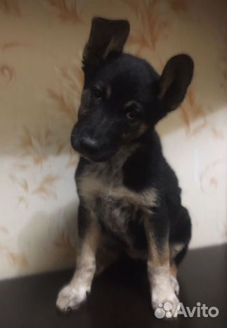 Черри ищет дом