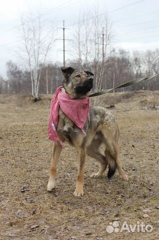 Умная Собака Тедди