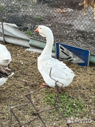 Холмогорские гуси