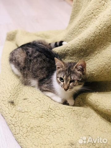 Котенок в добрые руки