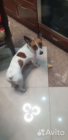 Джек рассел