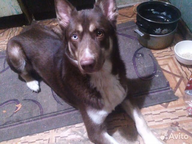 Собака в добрые руки хаски