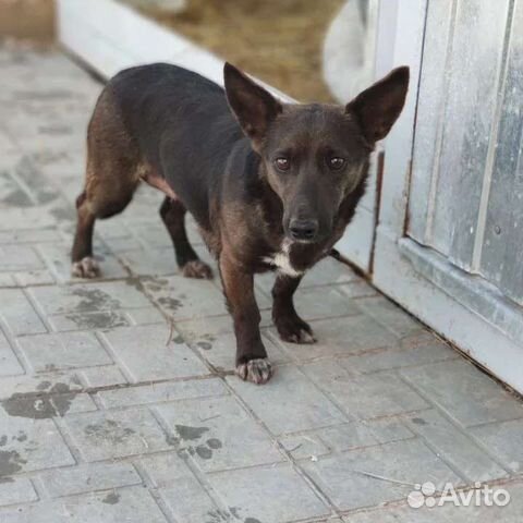 Маленькая шоколадная собака в дар
