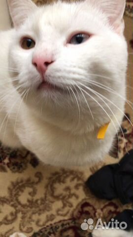 Кошка