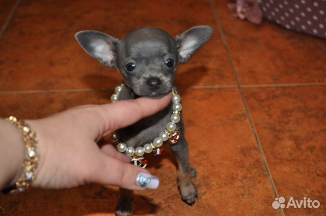 Микро той-терьер