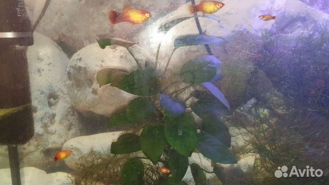 Пицилия обмен