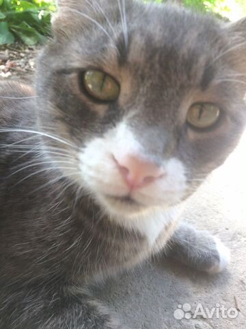 Кот ищет хозяев