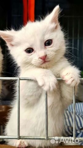 Кошка в дар