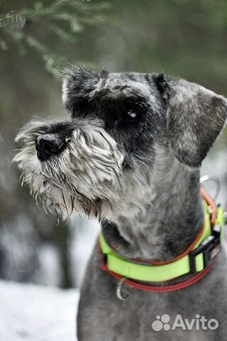 Миттельшнауцер Гаврила, 10 лет, в хорошие руки