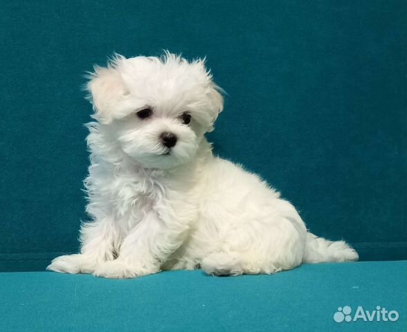 Щенки мальтийской болонки