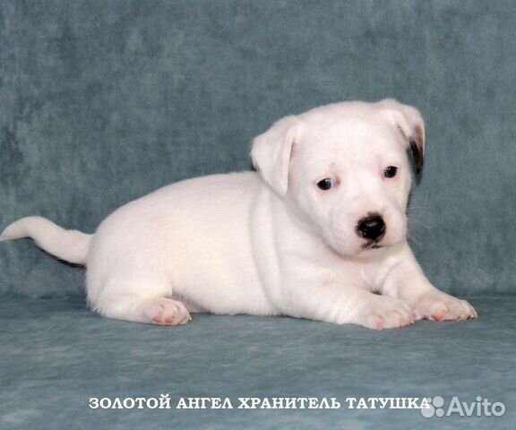 Джек Рассел Терьер, девочки, отличные щенки