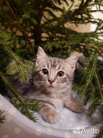 Котенок Миша