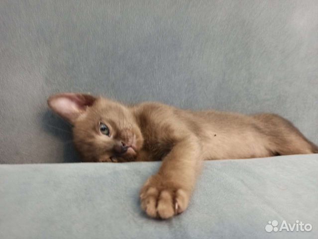 Бурманские котята