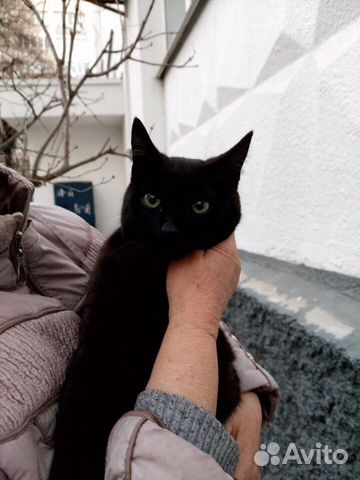Черный молодой котик,выживающий на улице