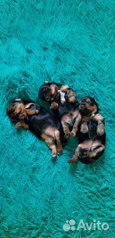 Йоркширский терьер