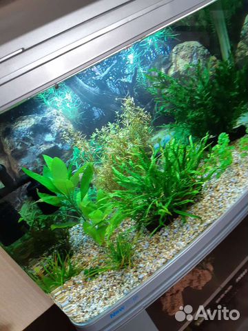 Аквариум и аксессуары