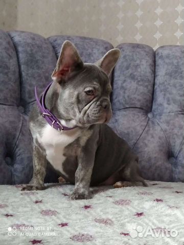 Лиловая Толстушка