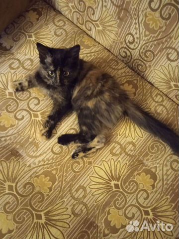 Кошка в дар бесплатно